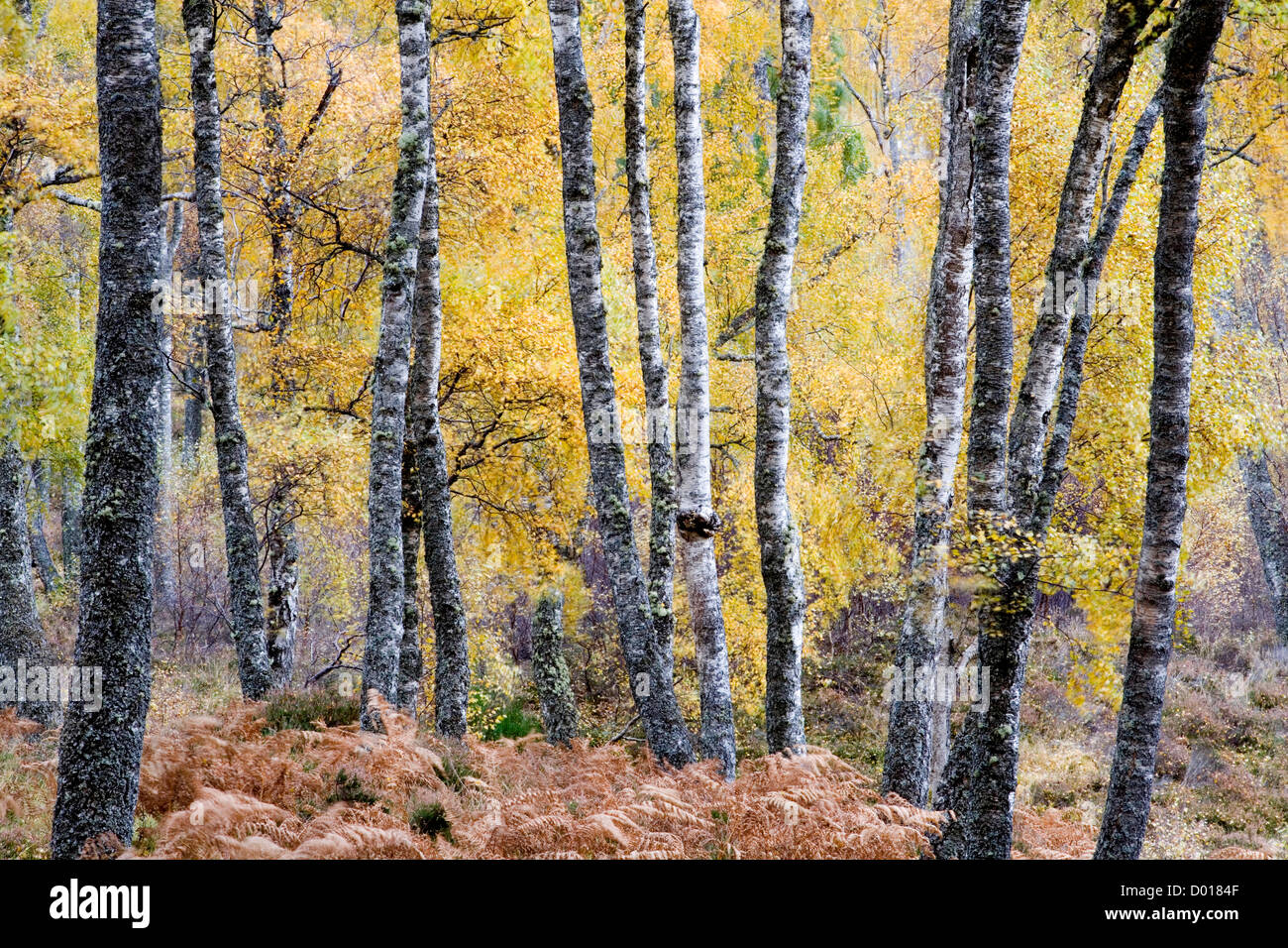 Birch Trees in Autumn Stock Photo - Alamy