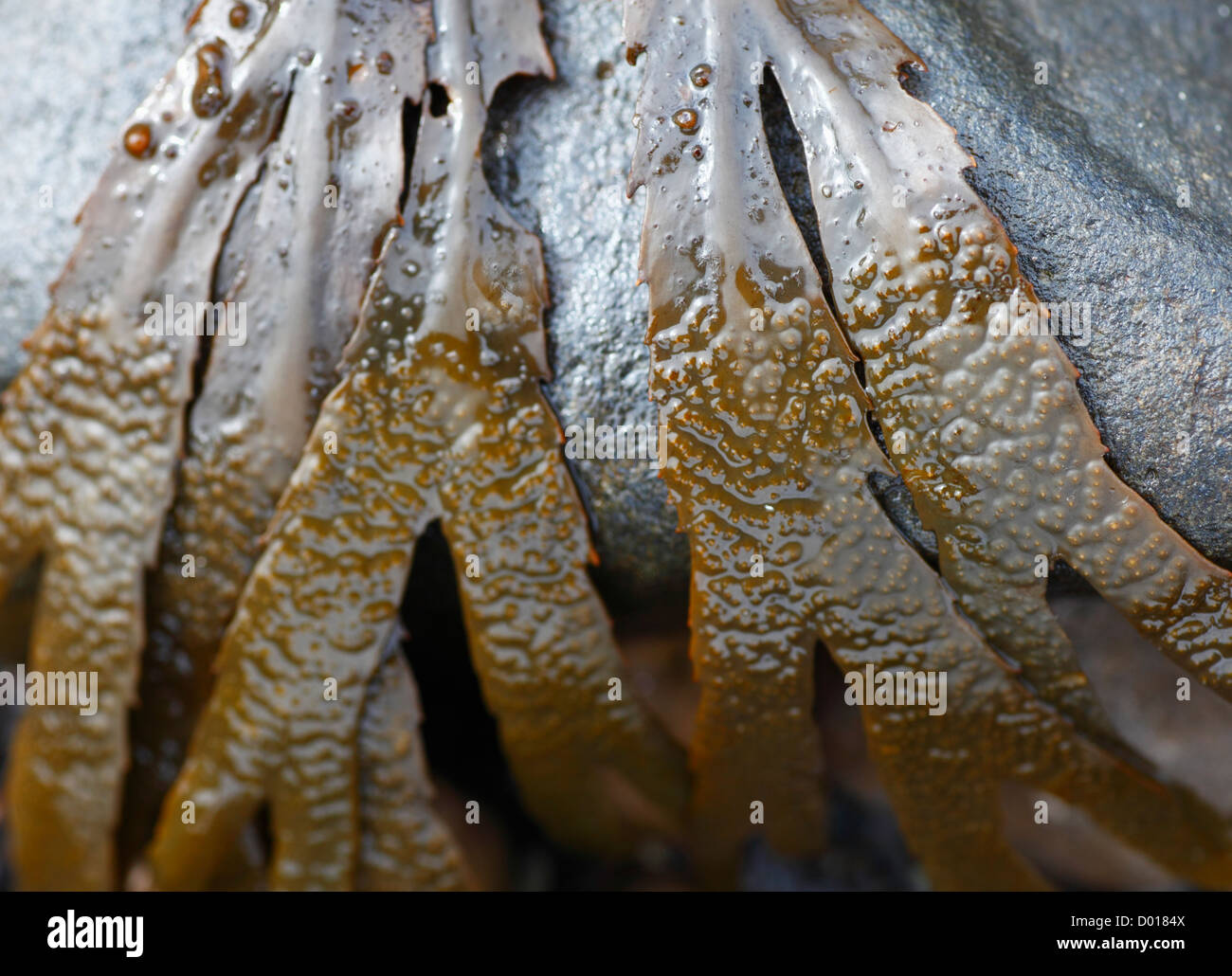 Seaweed on rocks hi-res stock photography and images - Alamy