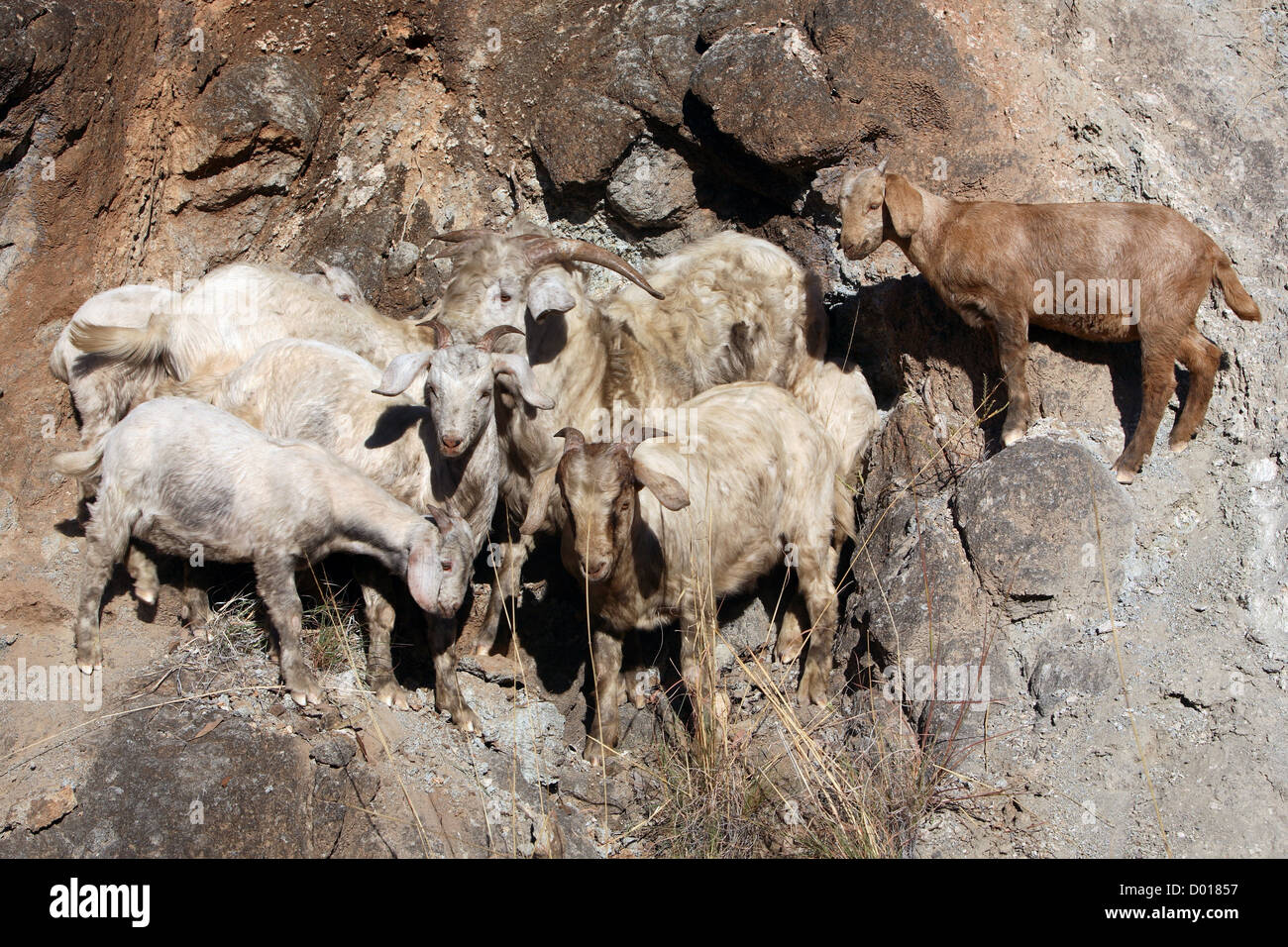 Australian feral species hi-res stock photography and images - Alamy