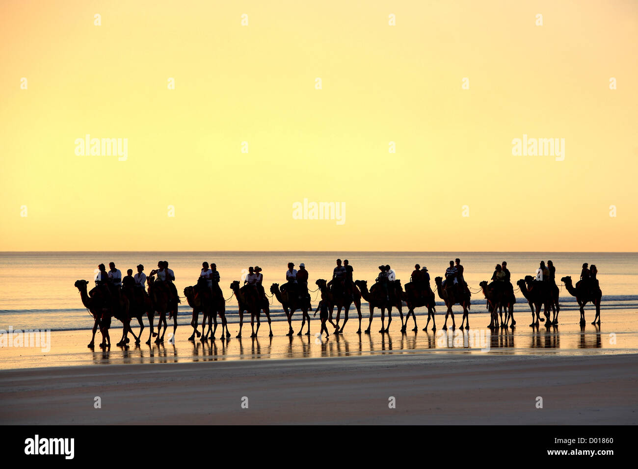 Camel train western australia hi-res stock photography and images - Alamy