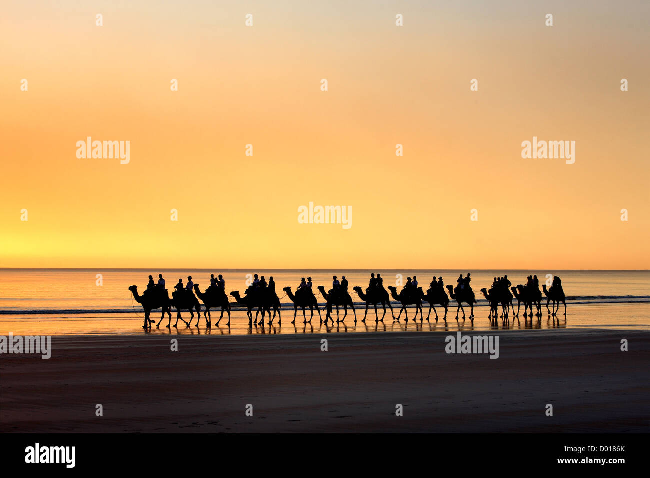 Camel train western australia hi-res stock photography and images - Alamy