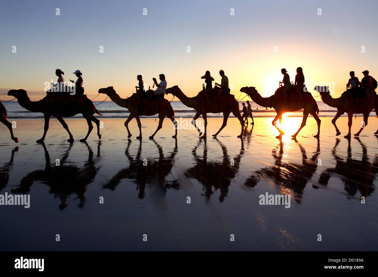 Sunset Camel Tour at Cable Beach. Broome, Western Australia Stock Photo ...