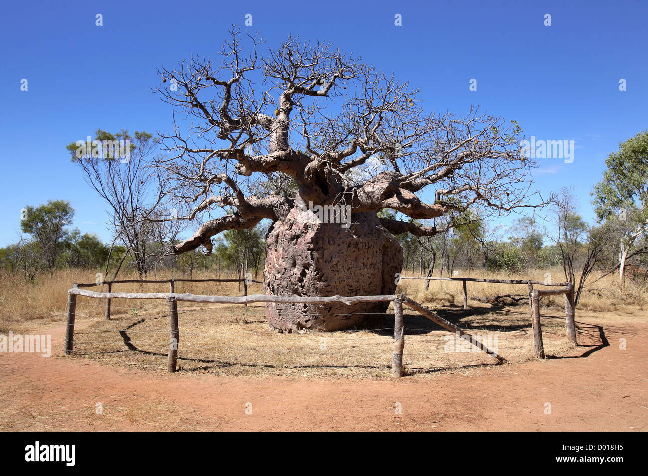 The Boab prison tree near Derby, used to imprison Aboriginals ...