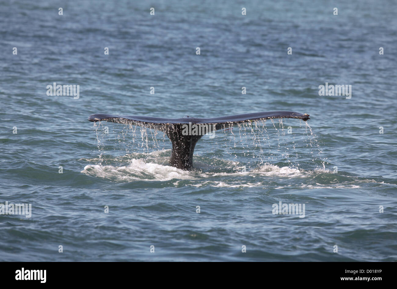 Humpbacks feeding hi-res stock photography and images - Alamy