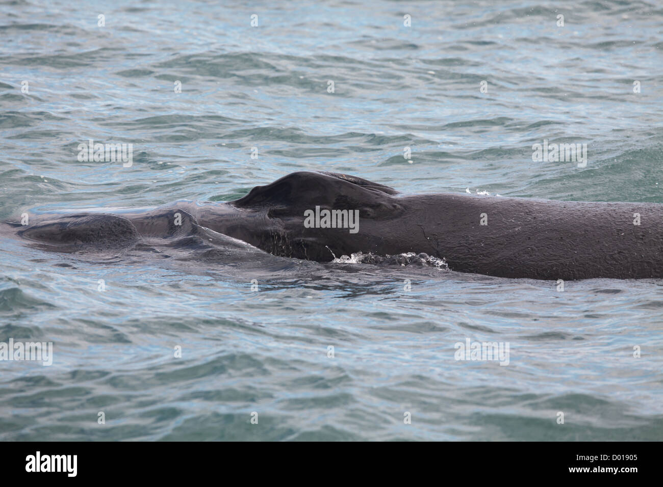 Humpback wales hi-res stock photography and images - Alamy