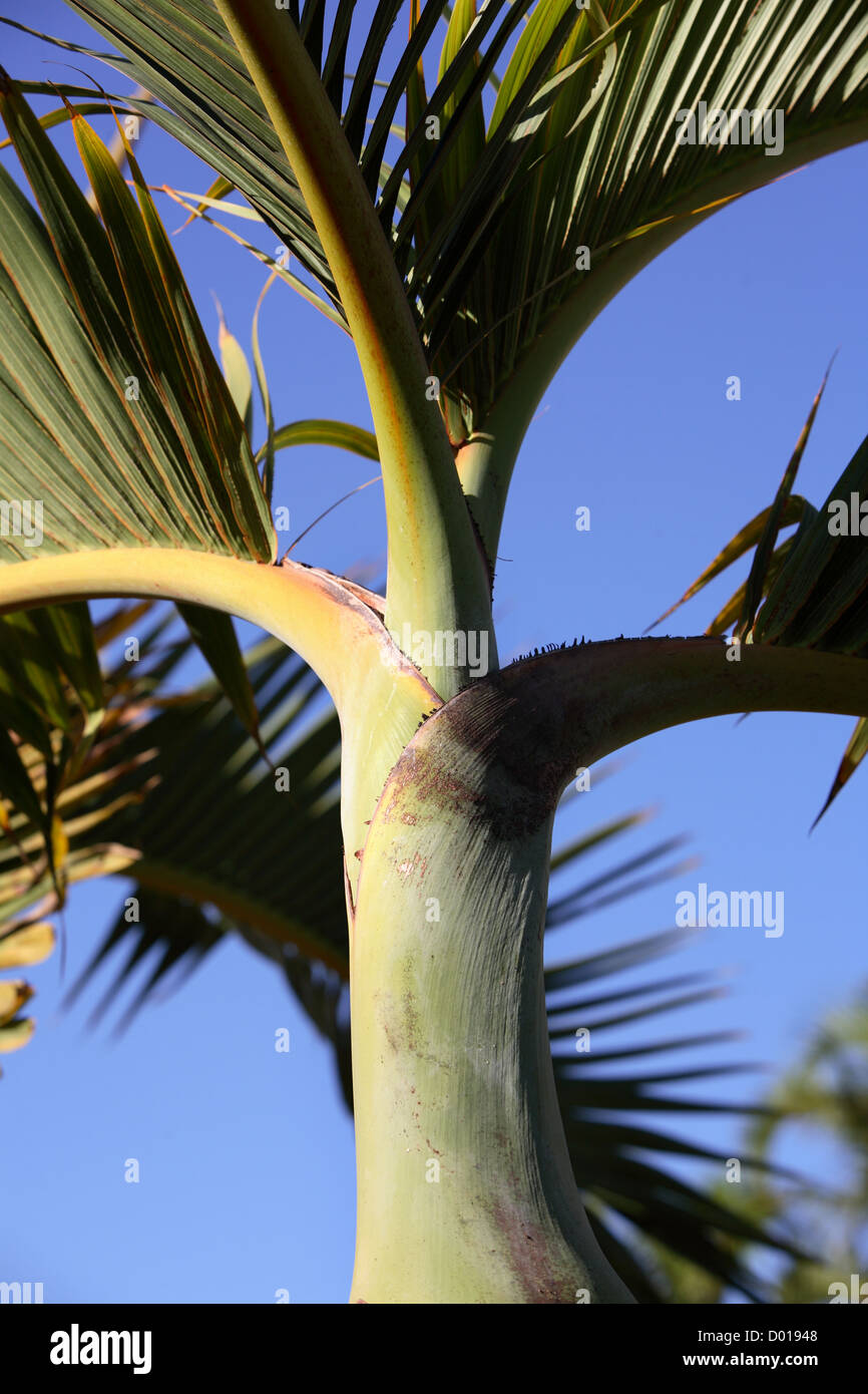 Palm trees. Broome, Western Australia Stock Photo - Alamy