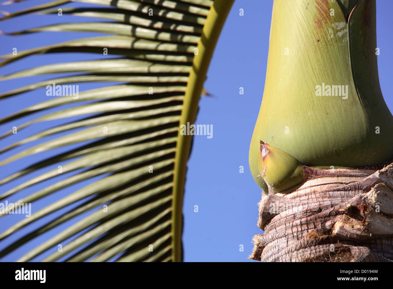 Palm trees. Broome, Western Australia Stock Photo - Alamy