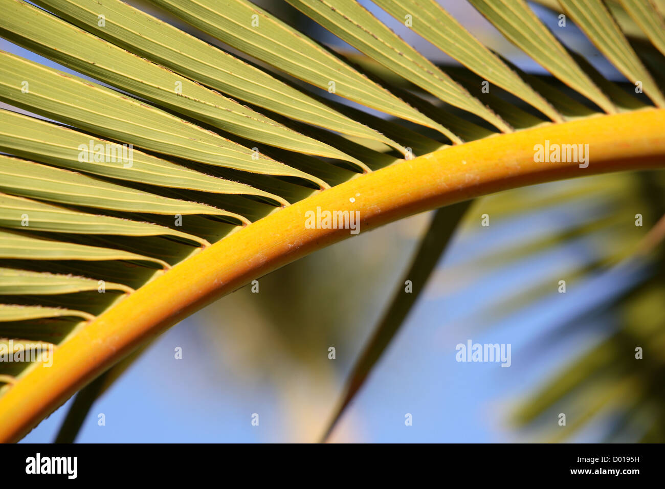 Palm trees. Broome, Western Australia Stock Photo - Alamy