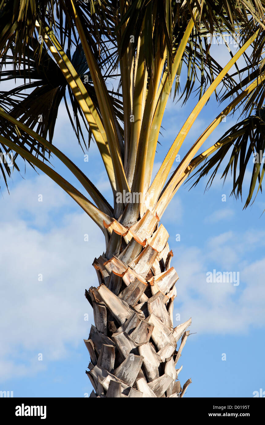 Palm trees. Broome, Western Australia Stock Photo - Alamy