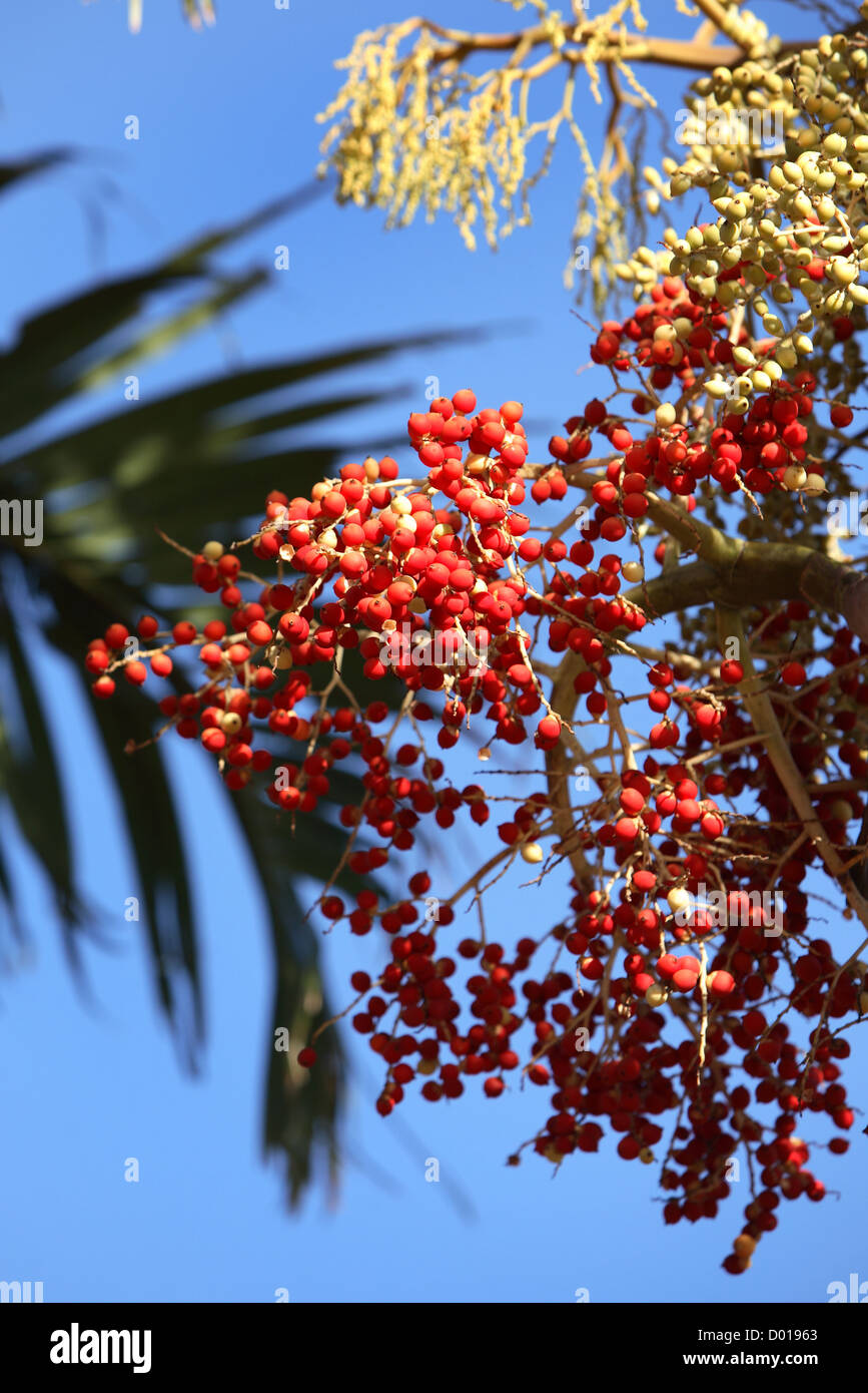 Carpentaria hi-res stock photography and images - Alamy