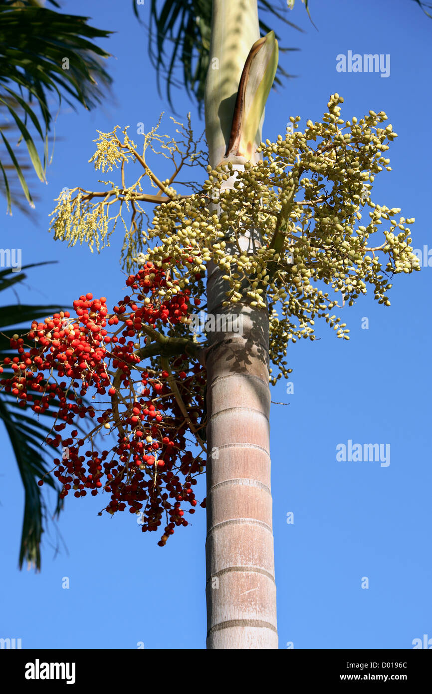 Carpentaria Palm (Carpentaria acuminata) fruits. Broome, Western ...