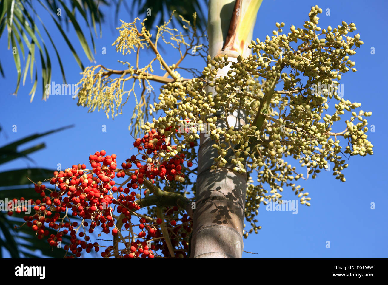 Carpentaria Palm (Carpentaria acuminata) fruits. Broome, Western ...