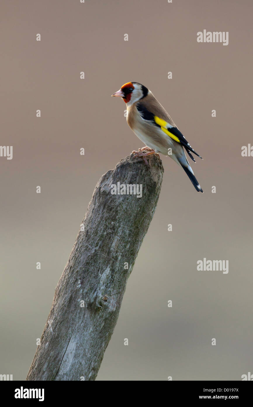 Gold finch isolated hi-res stock photography and images - Alamy