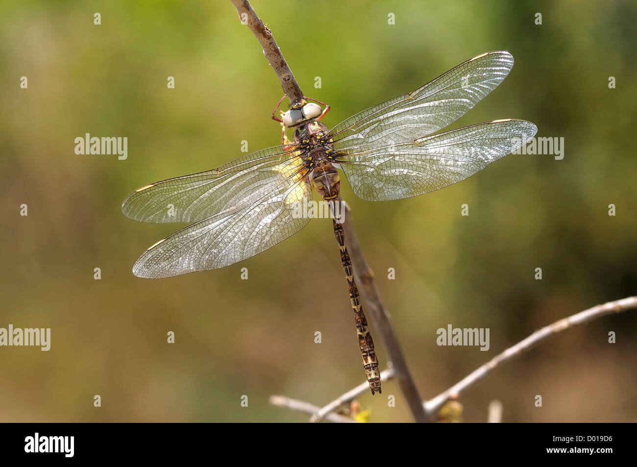 Boyeria irene, female, Sesimbra, Portugal Stock Photo - Alamy