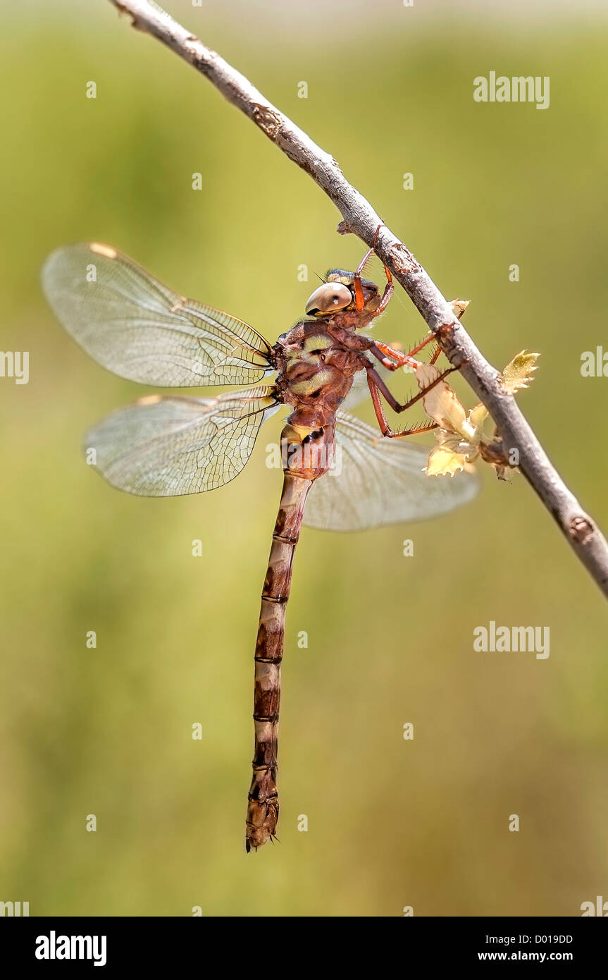 Boyeria irene, female, Sesimbra, Portugal Stock Photo - Alamy