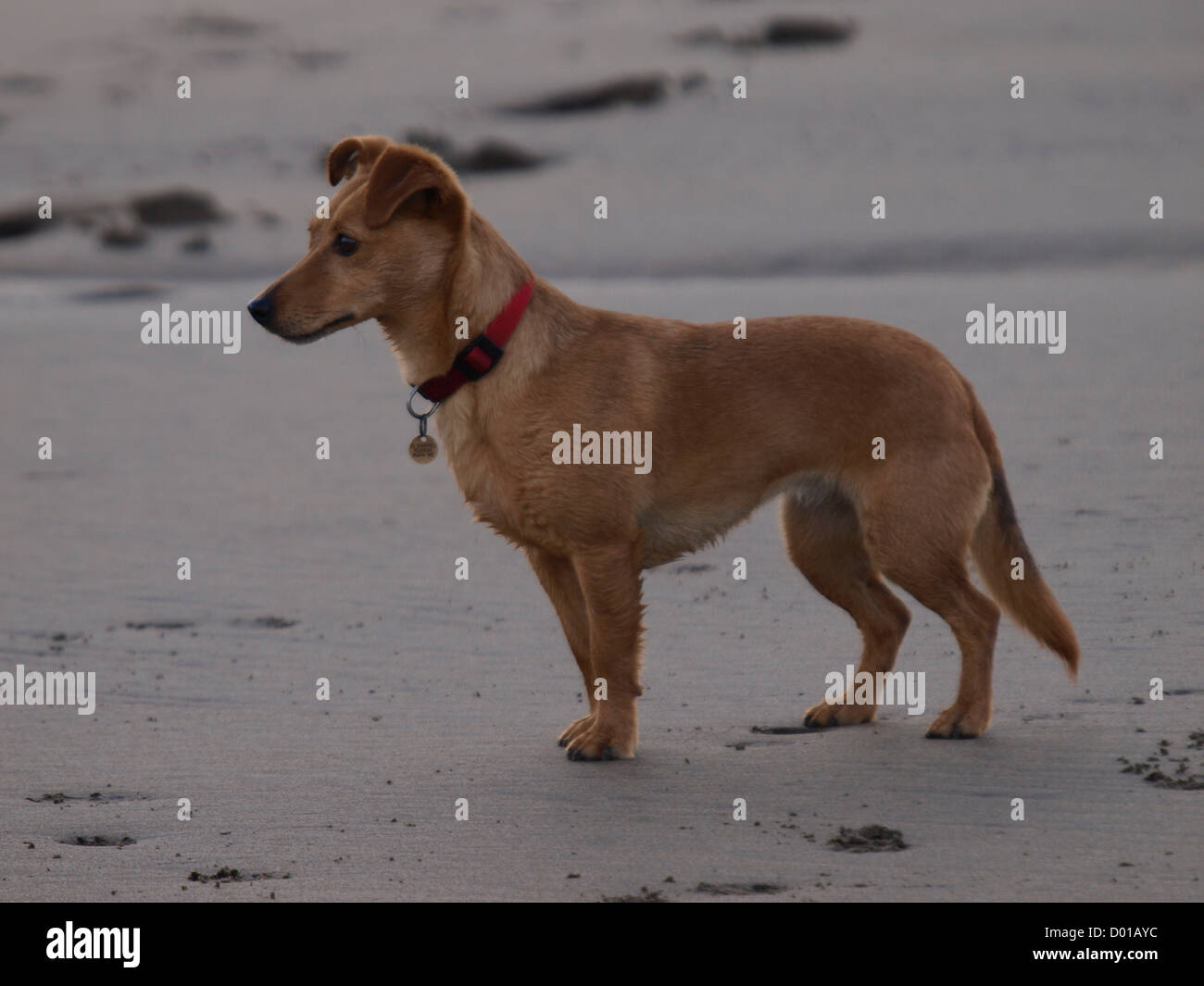 Dog beach seaside sand hi-res stock photography and images - Alamy