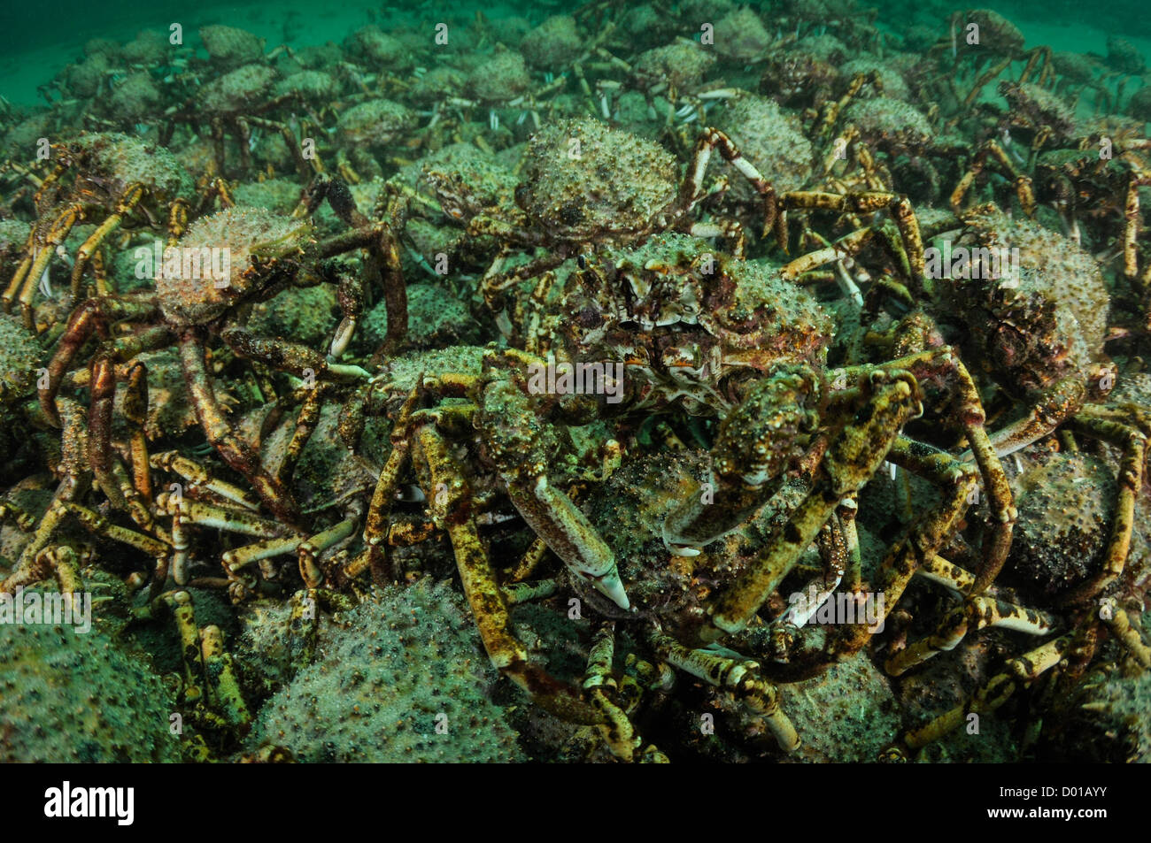 Spider Crab and Friends Stock Photo - Alamy