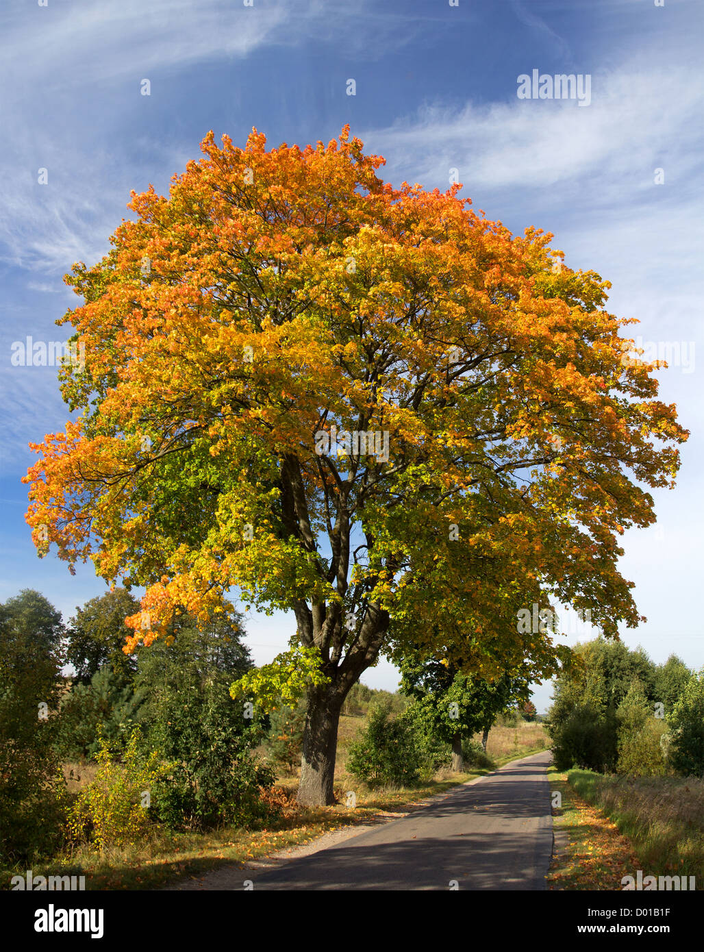 Old big leaf maple tree hi-res stock photography and images - Alamy