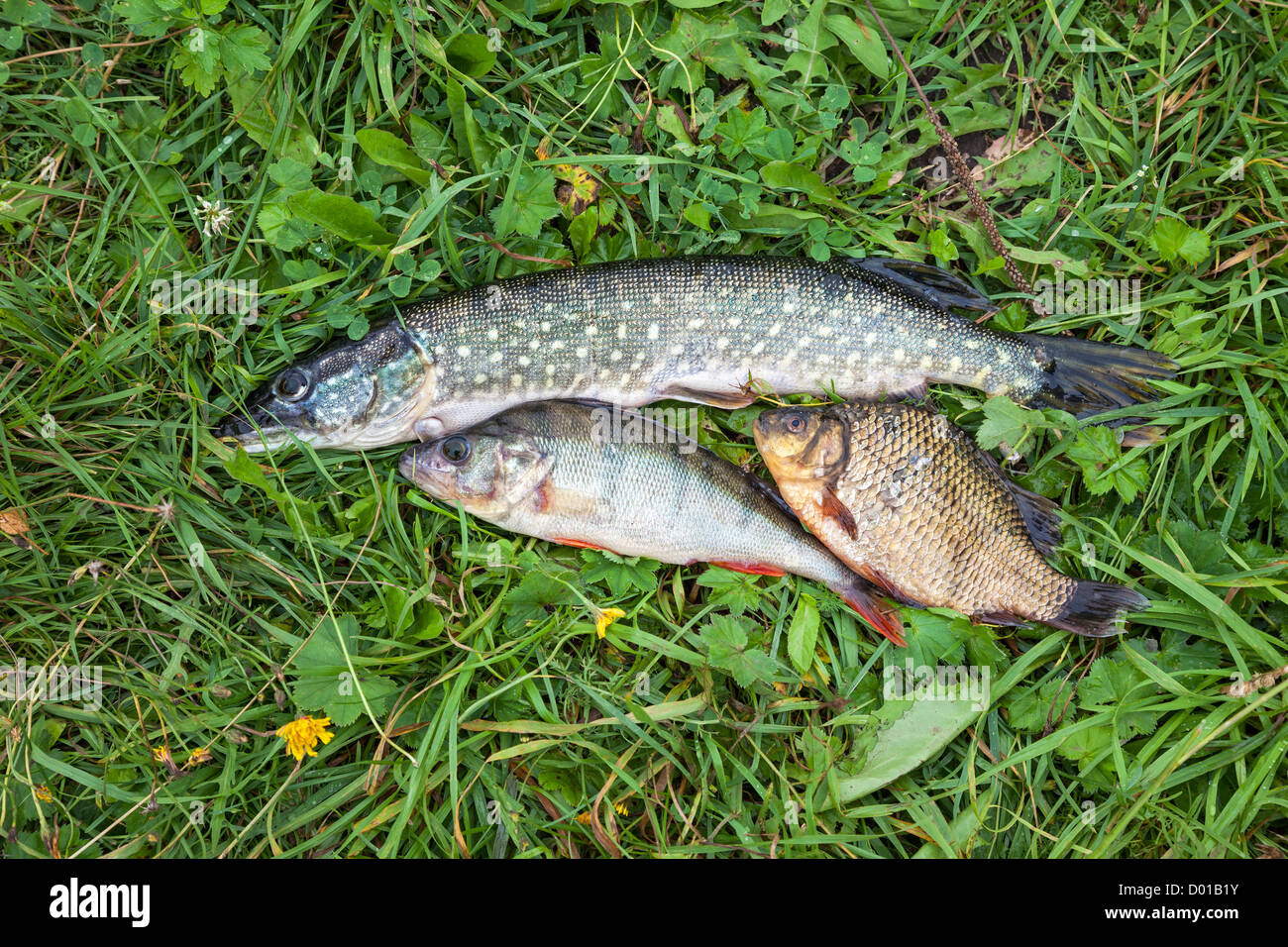 Freshwater fish on the green grass Stock Photo - Alamy