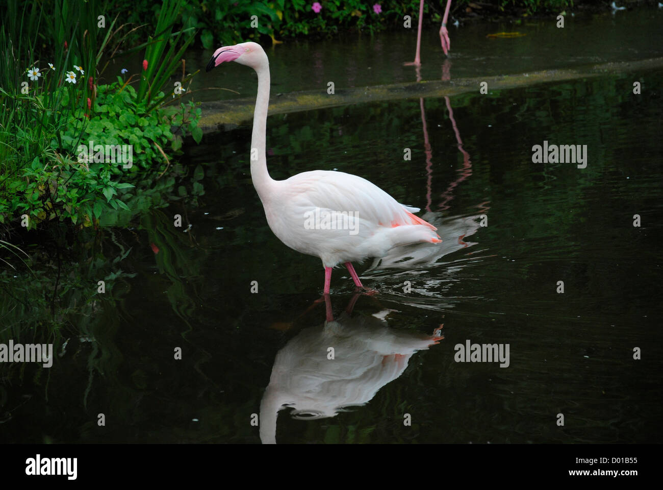 Flamingo standing in water hi-res stock photography and images - Alamy