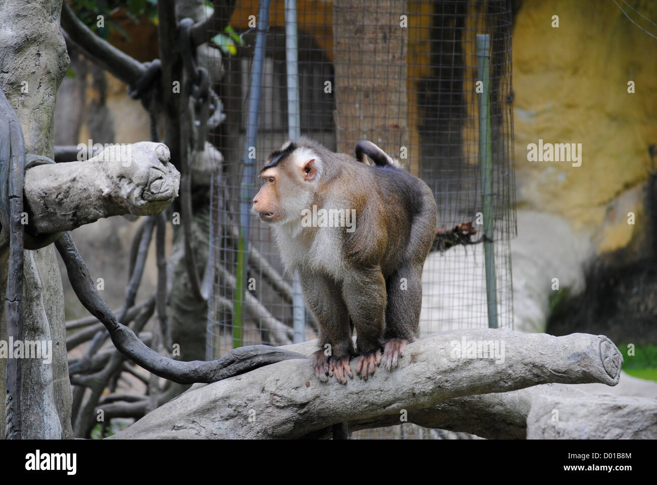 Monkey (pig-tailed macaque) on Branch in Zoo Stock Photo - Alamy