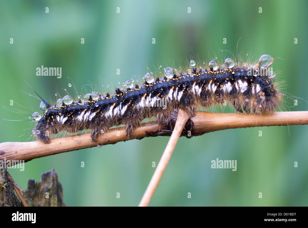 big blue caterpillar siting on stick in greenery Stock Photo - Alamy
