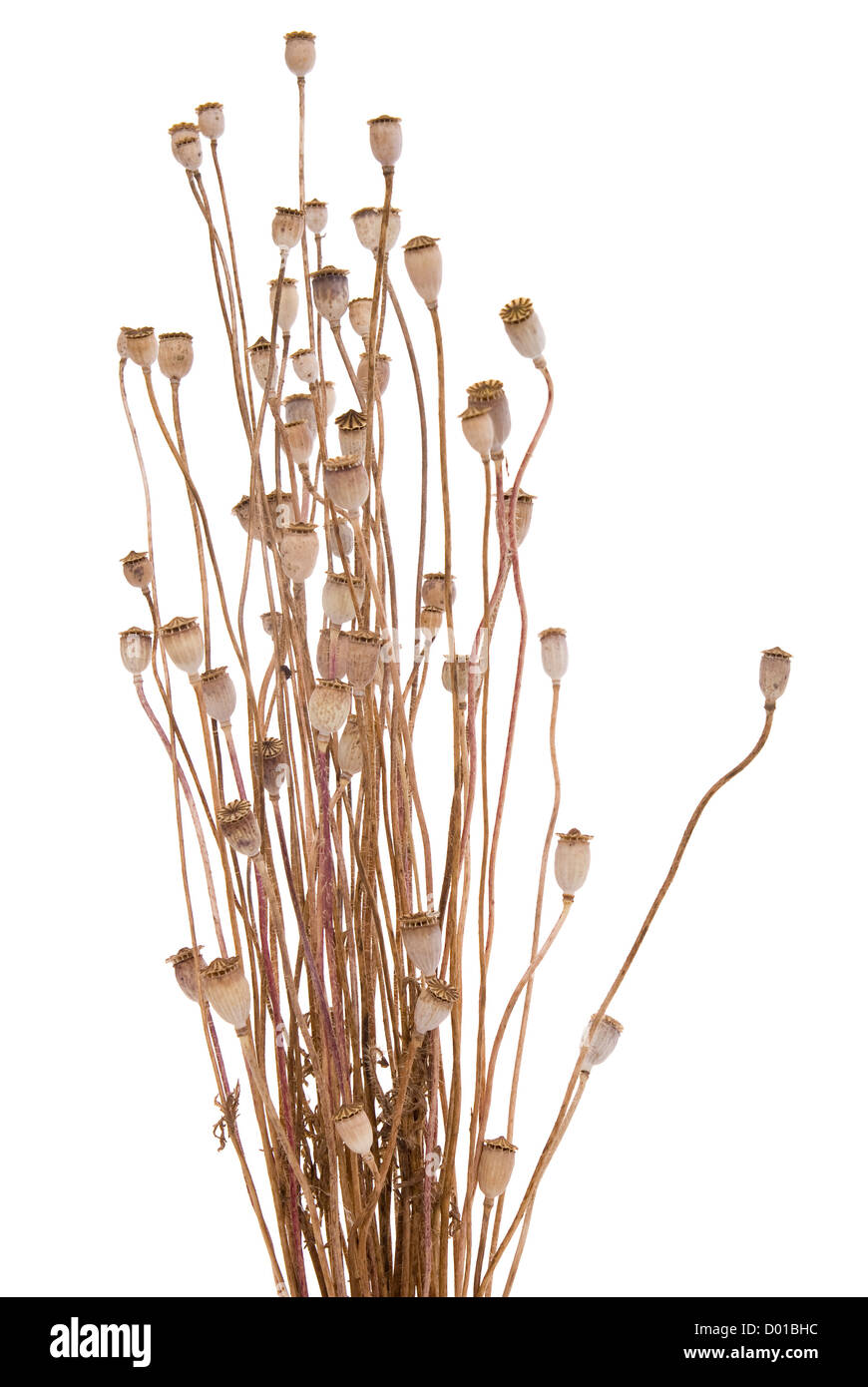 dry and empty head poppy on white background Stock Photo - Alamy