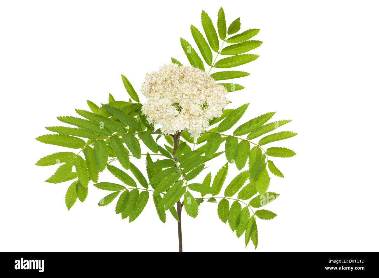 rowan twig with developed flower on white background Stock Photo - Alamy