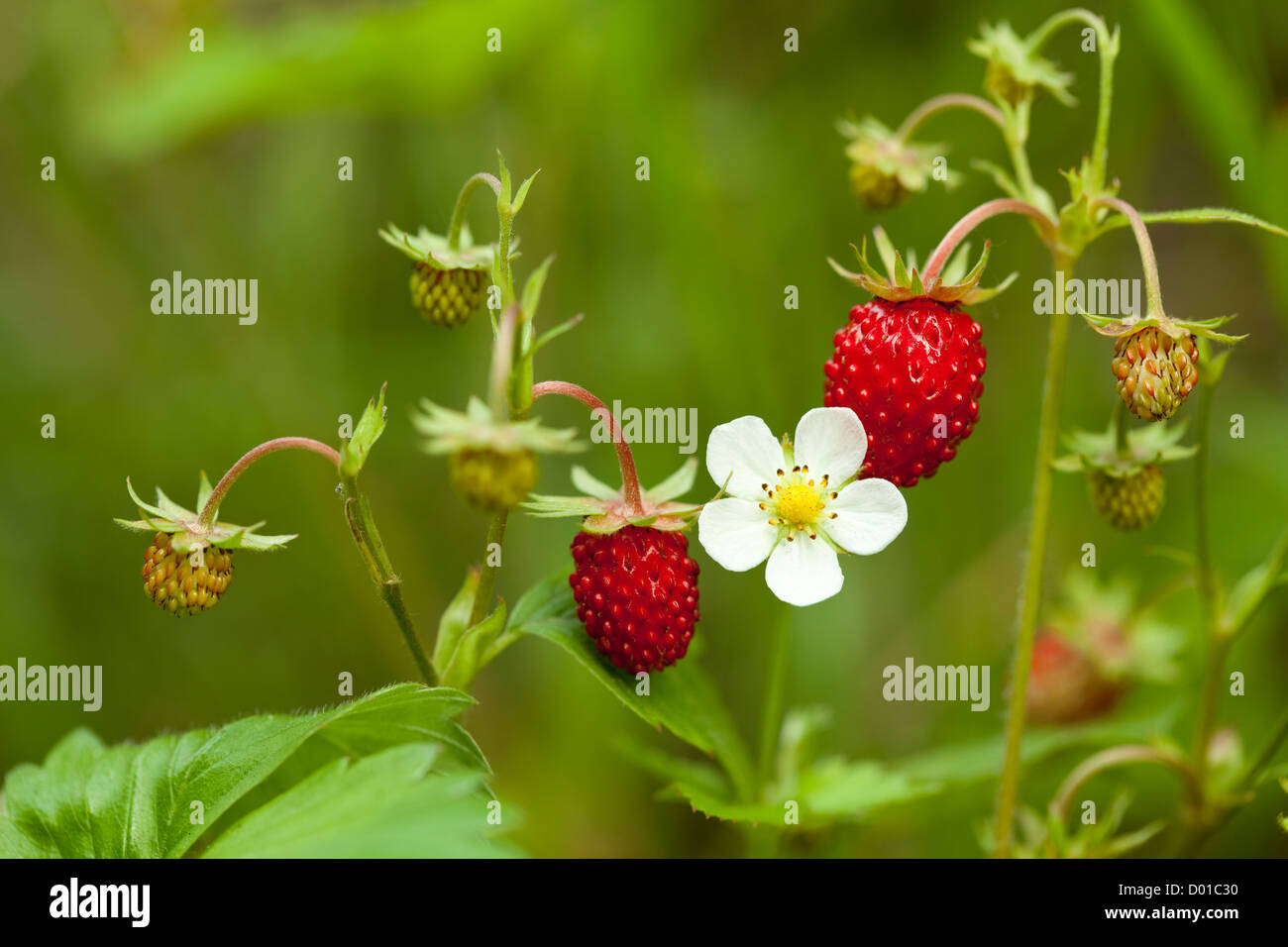 Wild strawberry hi-res stock photography and images - Alamy