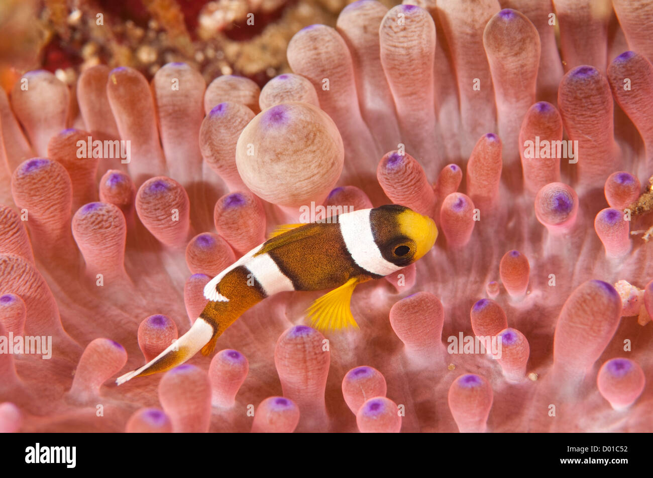 Juvenile Clark anemonefish, Amphiprion clarkii, in a colorful anemone ...