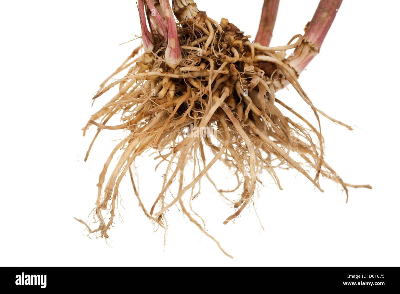 Valeriana officinalis valerian root herb hi-res stock photography and ...