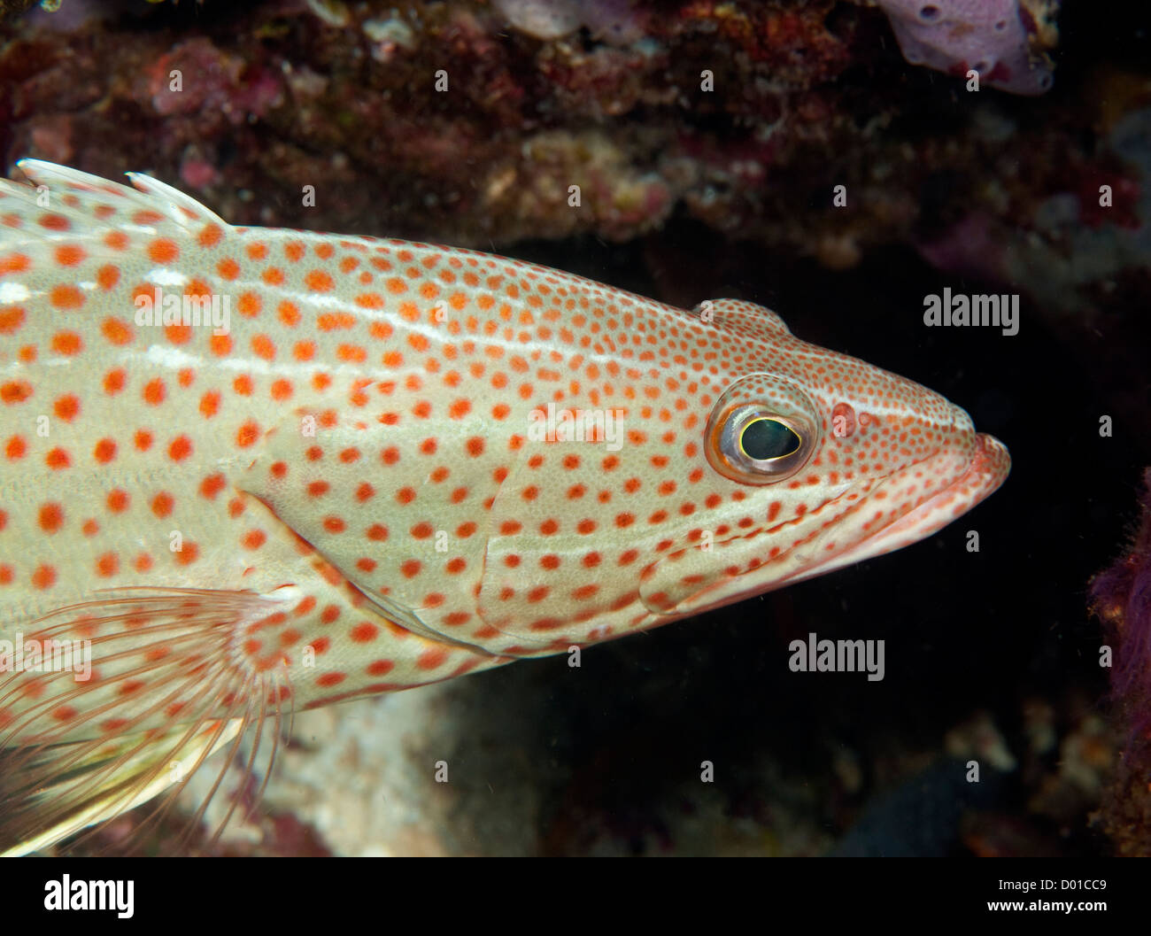 Slender grouper, Anyperodon leucogrammicus, Komodo Indonesia Stock ...