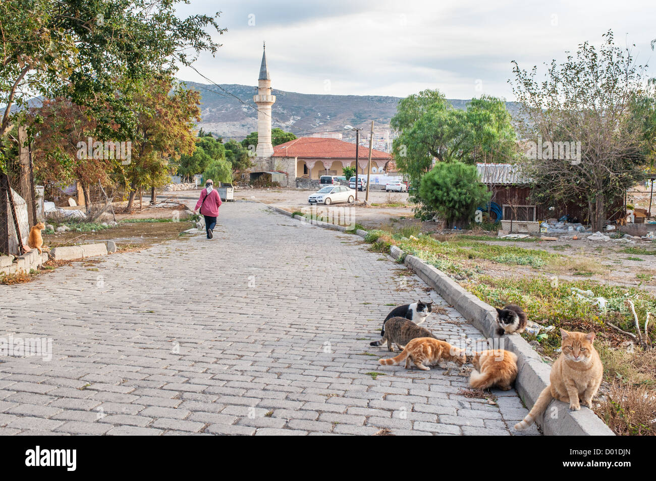 Stray cats turkey hi-res stock photography and images - Alamy