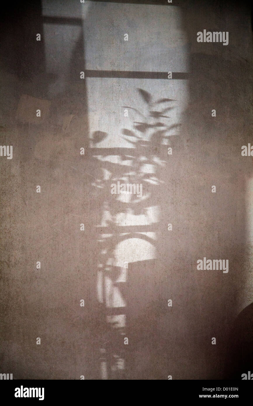 Leafy shadows on wall Stock Photo - Alamy