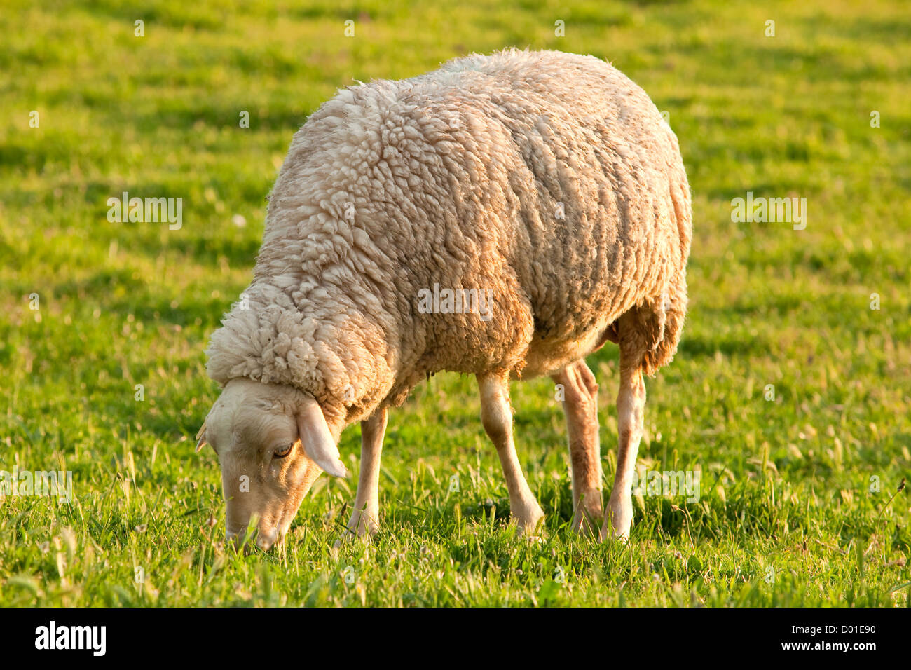 White ewe grazing in the green field Stock Photo - Alamy