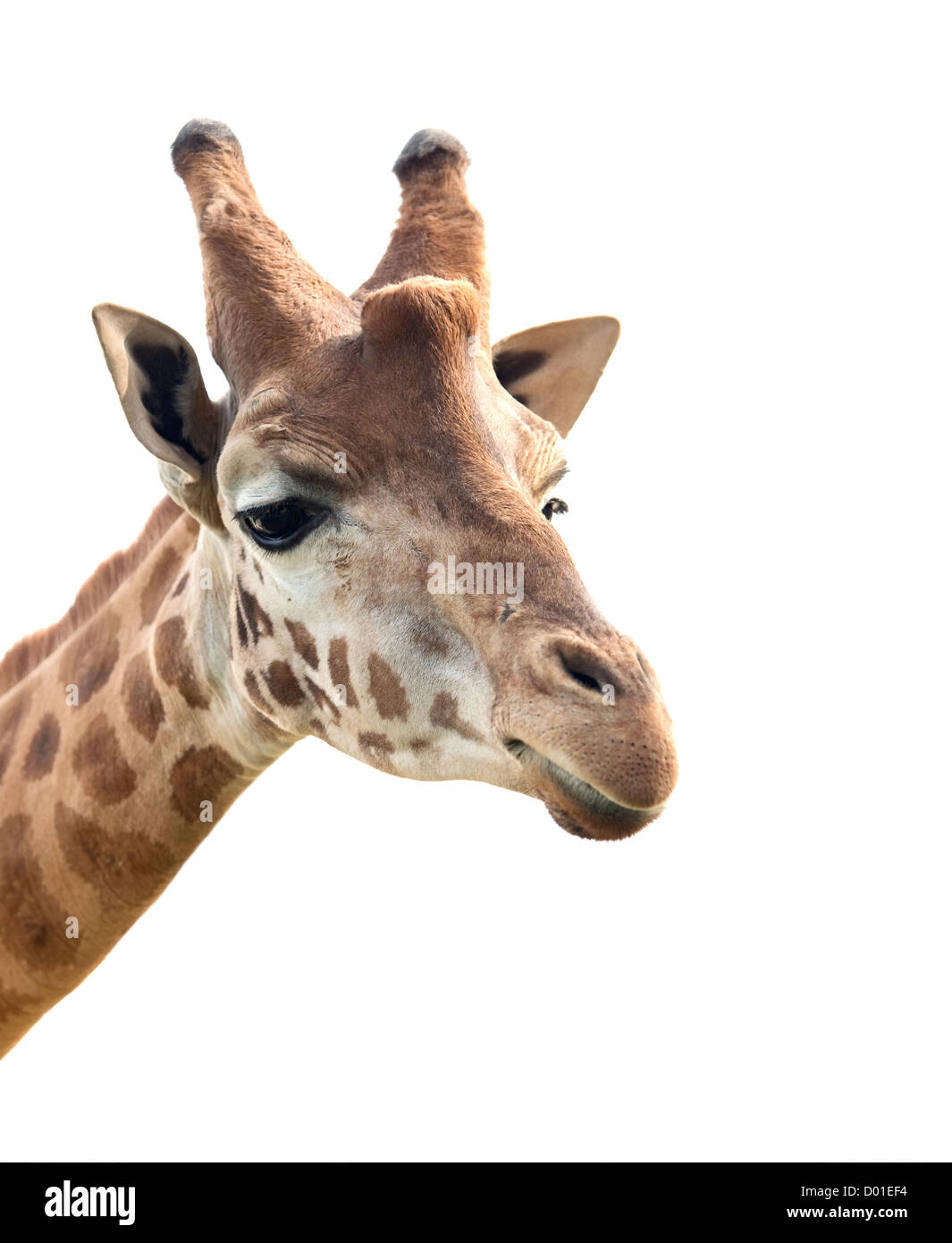Giraffe zoo head close Cut Out Stock Images & Pictures - Alamy