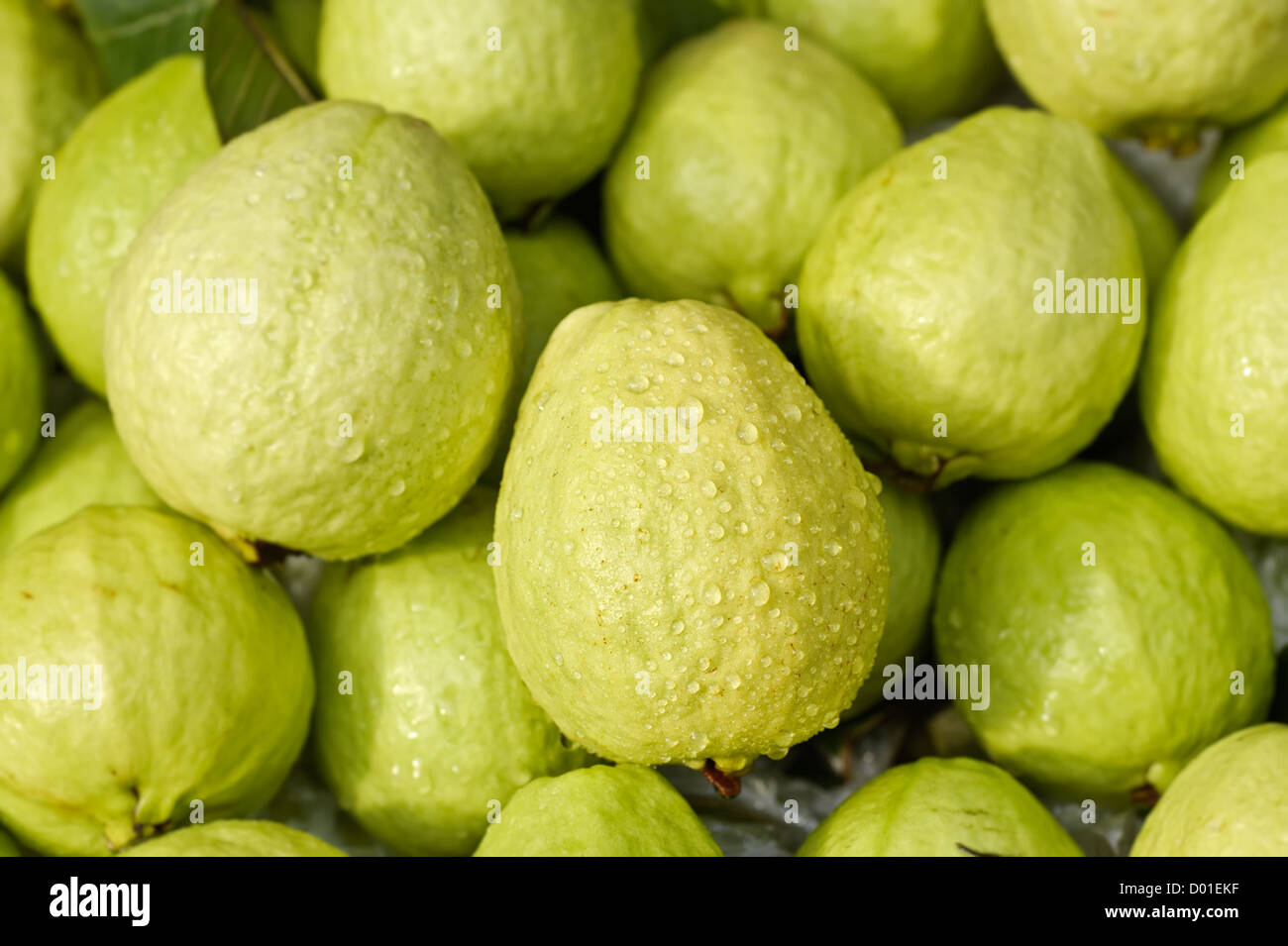 Guavas with water, green fresh fruit in tropical area Stock Photo - Alamy