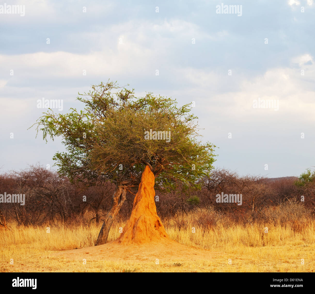 termitary in Ethiopia Stock Photo - Alamy
