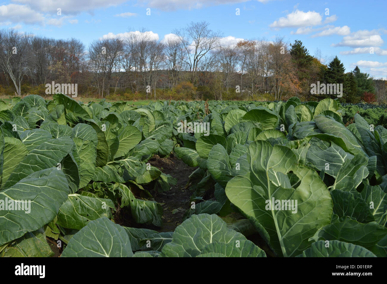 Collards hi-res stock photography and images - Alamy