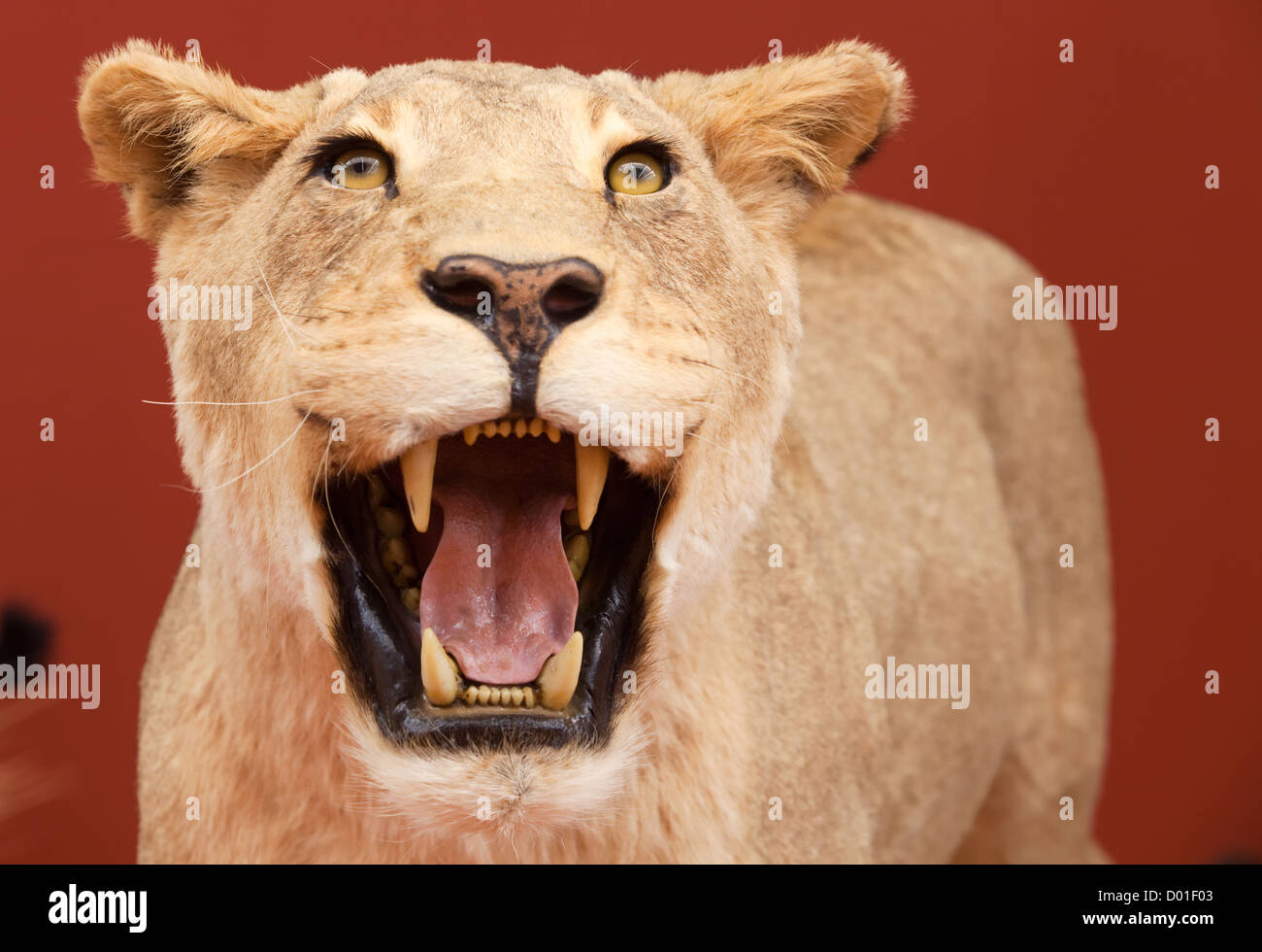 Aggressive expression of stuffed lion with red background Stock Photo ...