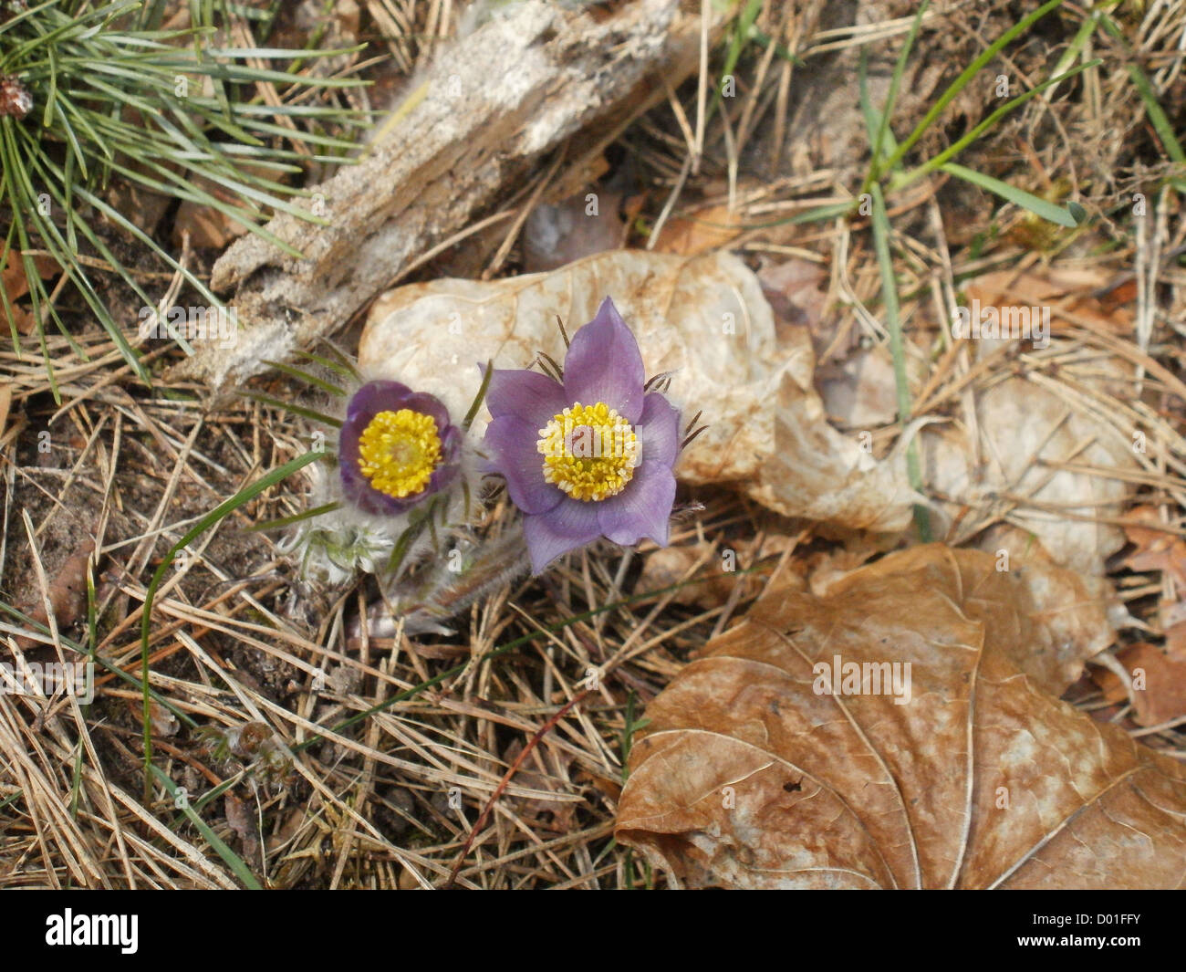 Manitoba Provincial Flower