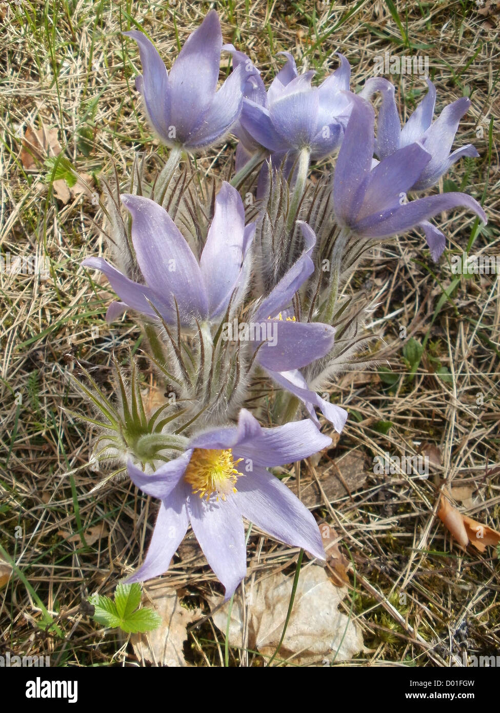 Eastern pasqueflower, prairie smoke, prairie crocus, and cutleaf ...