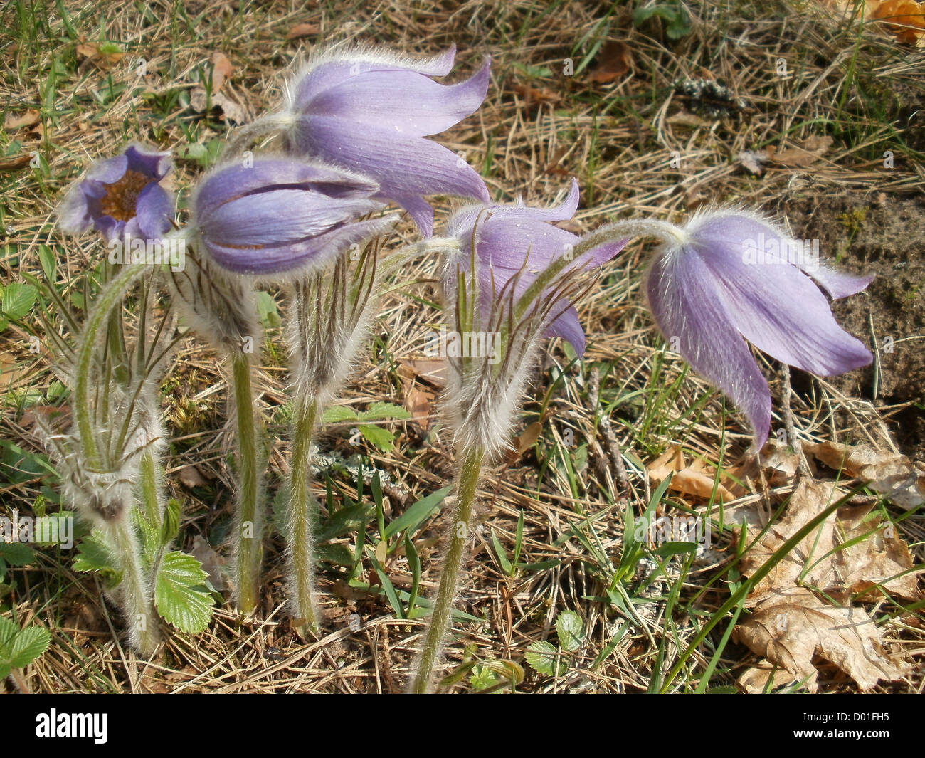 Eastern pasqueflower, prairie smoke, prairie crocus, and cutleaf ...