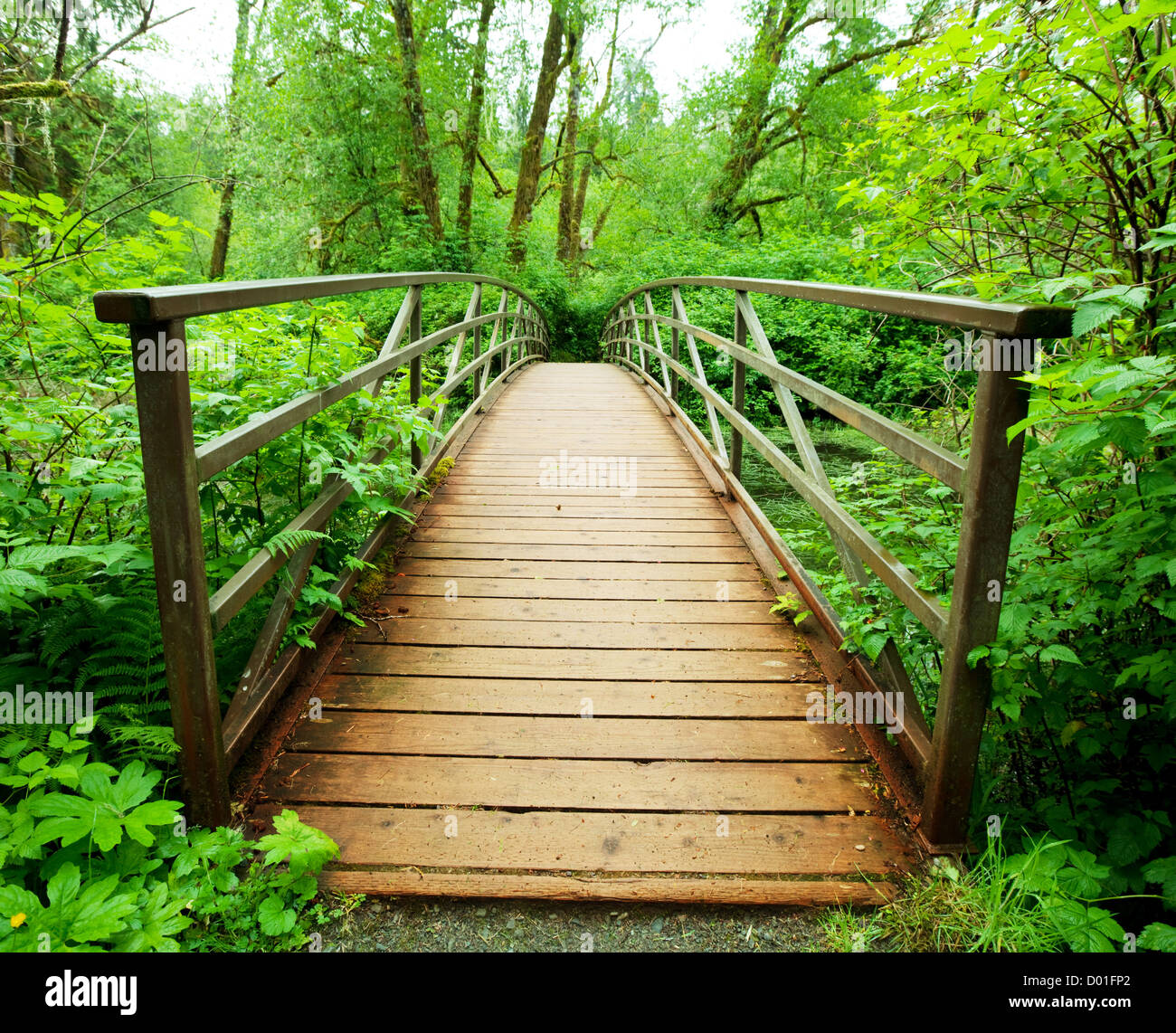 boardwalk in forest Stock Photo - Alamy
