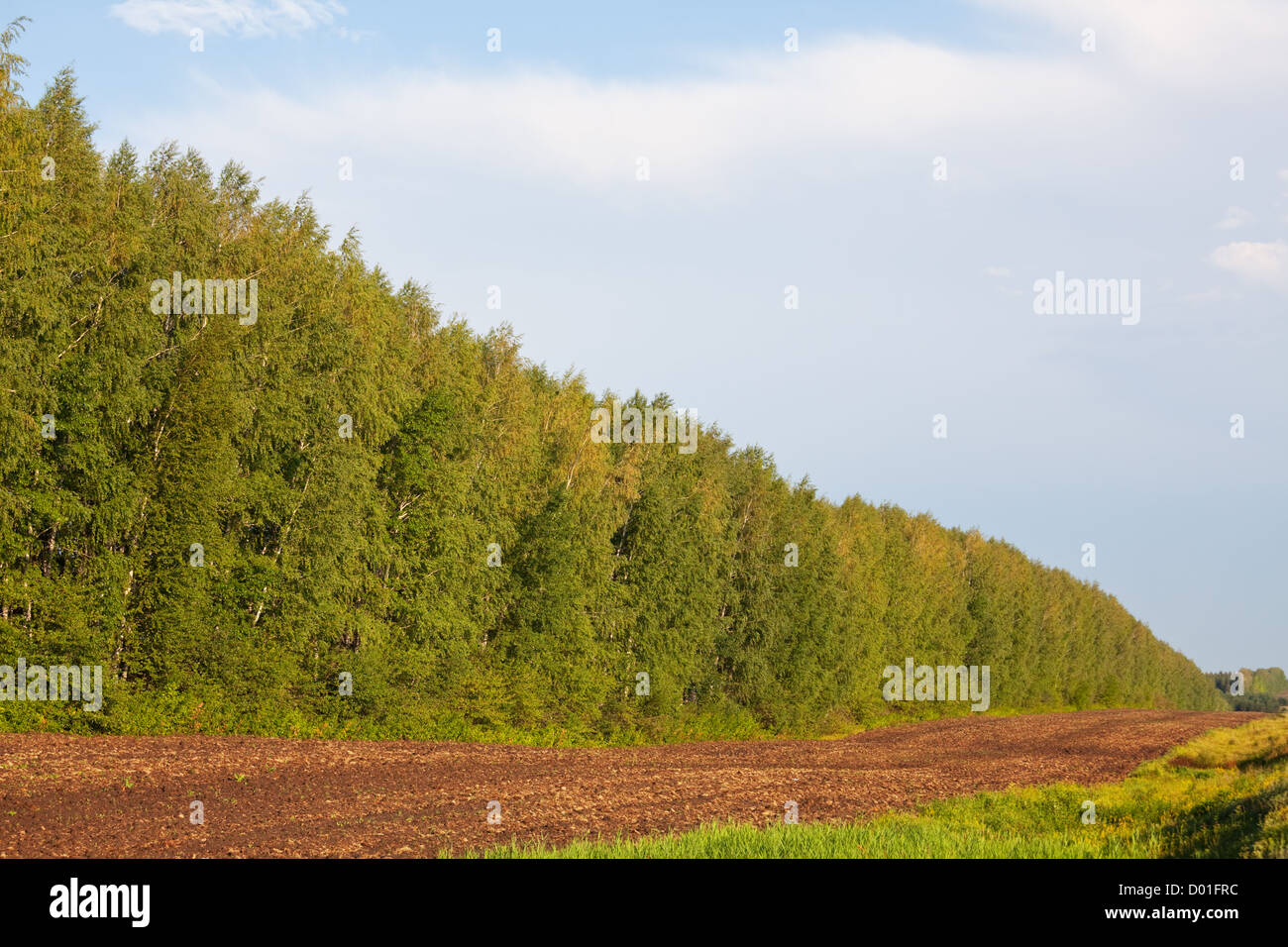 Field and tree, trees Stock Photo - Alamy
