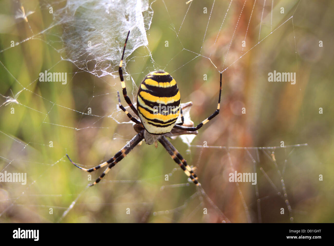 Argiope bruennichi or the wasp spider Stock Photo - Alamy