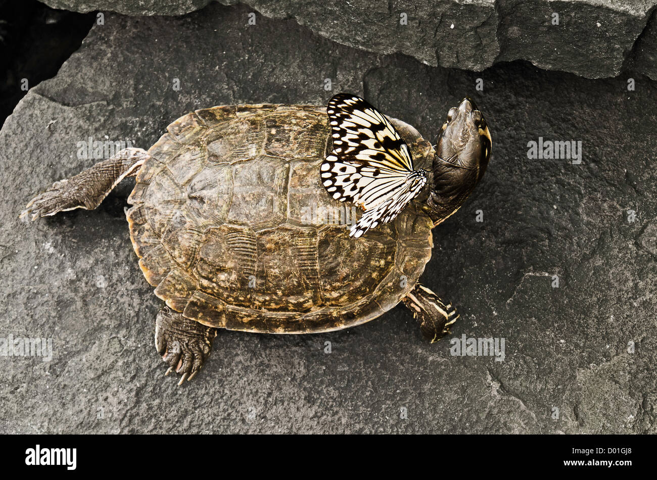 Turtle butterfly hi-res stock photography and images - Alamy