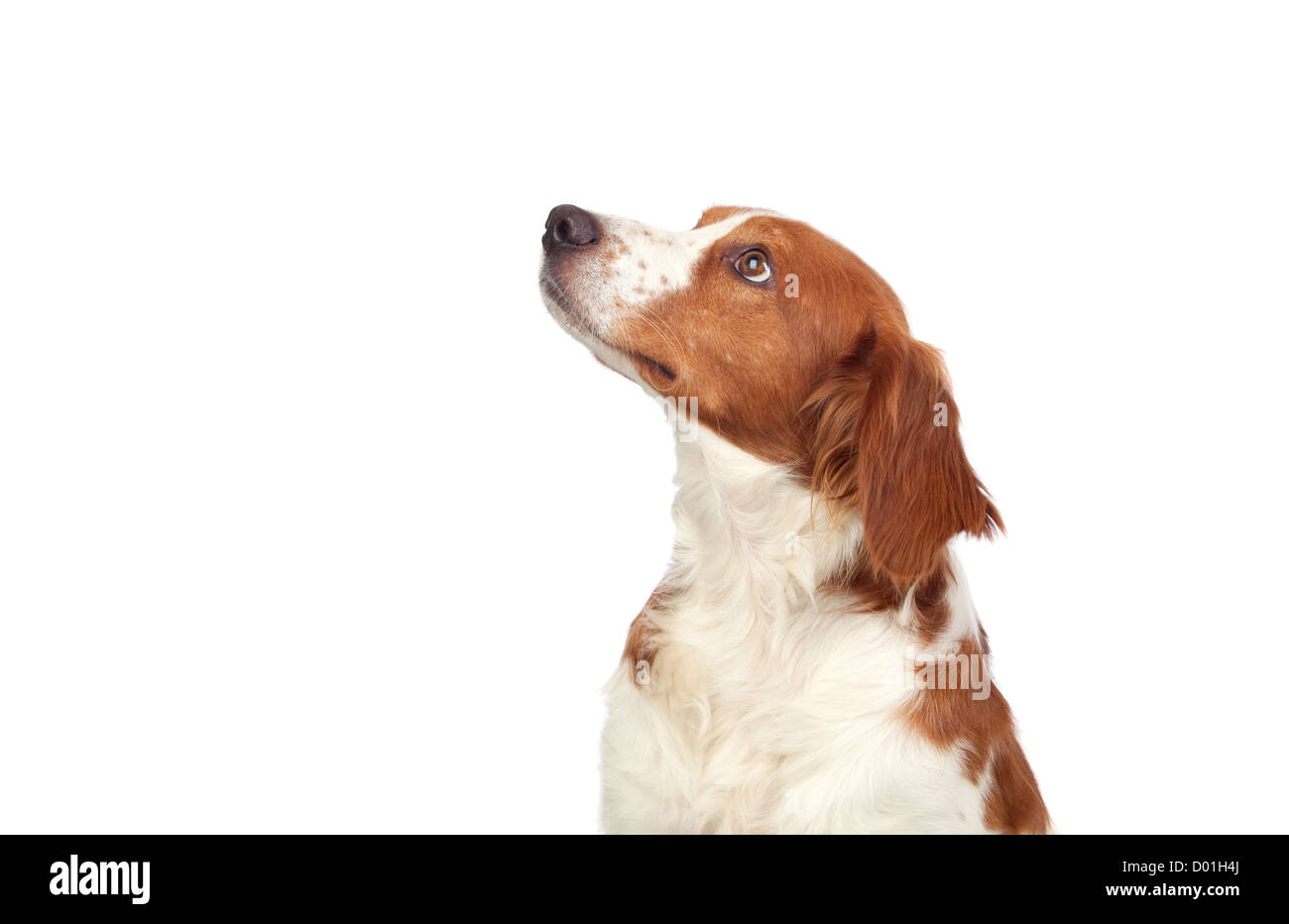 Nice hunting dog isolated on white background Stock Photo - Alamy