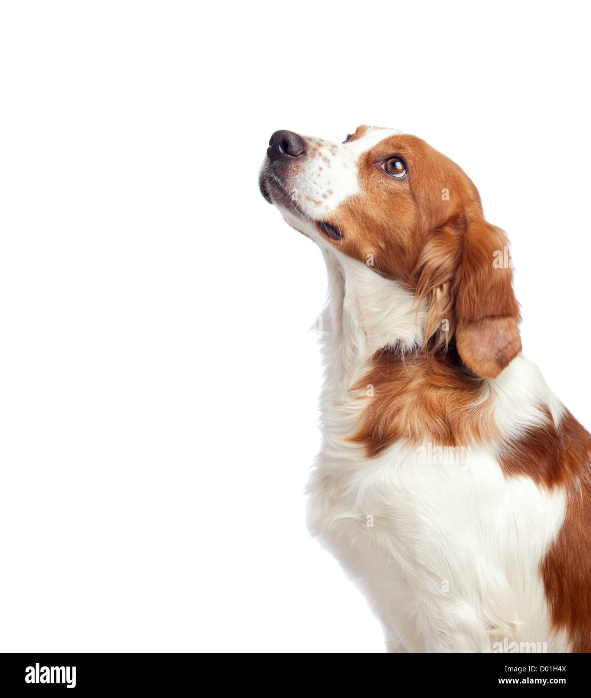 Nice hunting dog isolated on white background Stock Photo - Alamy