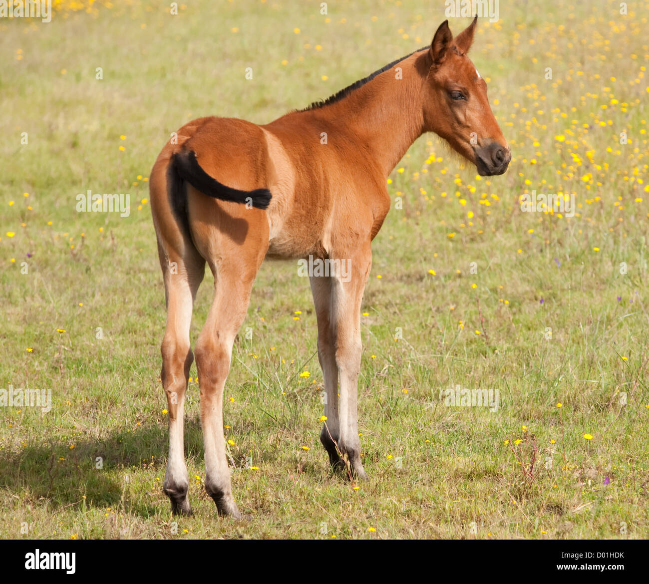 Nice colt in the field over the green grass Stock Photo - Alamy
